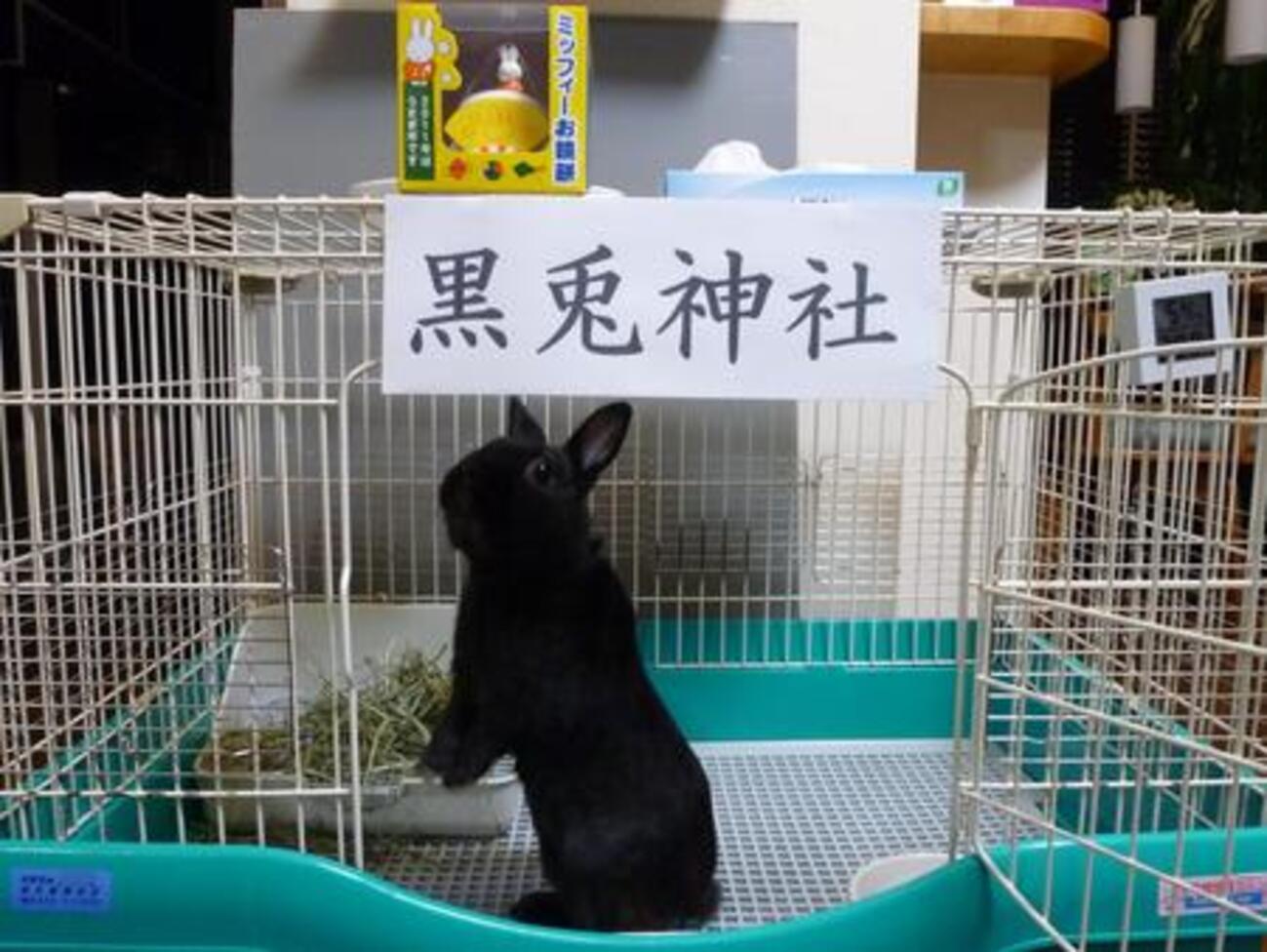 BBS, Black Bunny Shrine - fleurs et lapins (フルーレラパン) yukitake日記