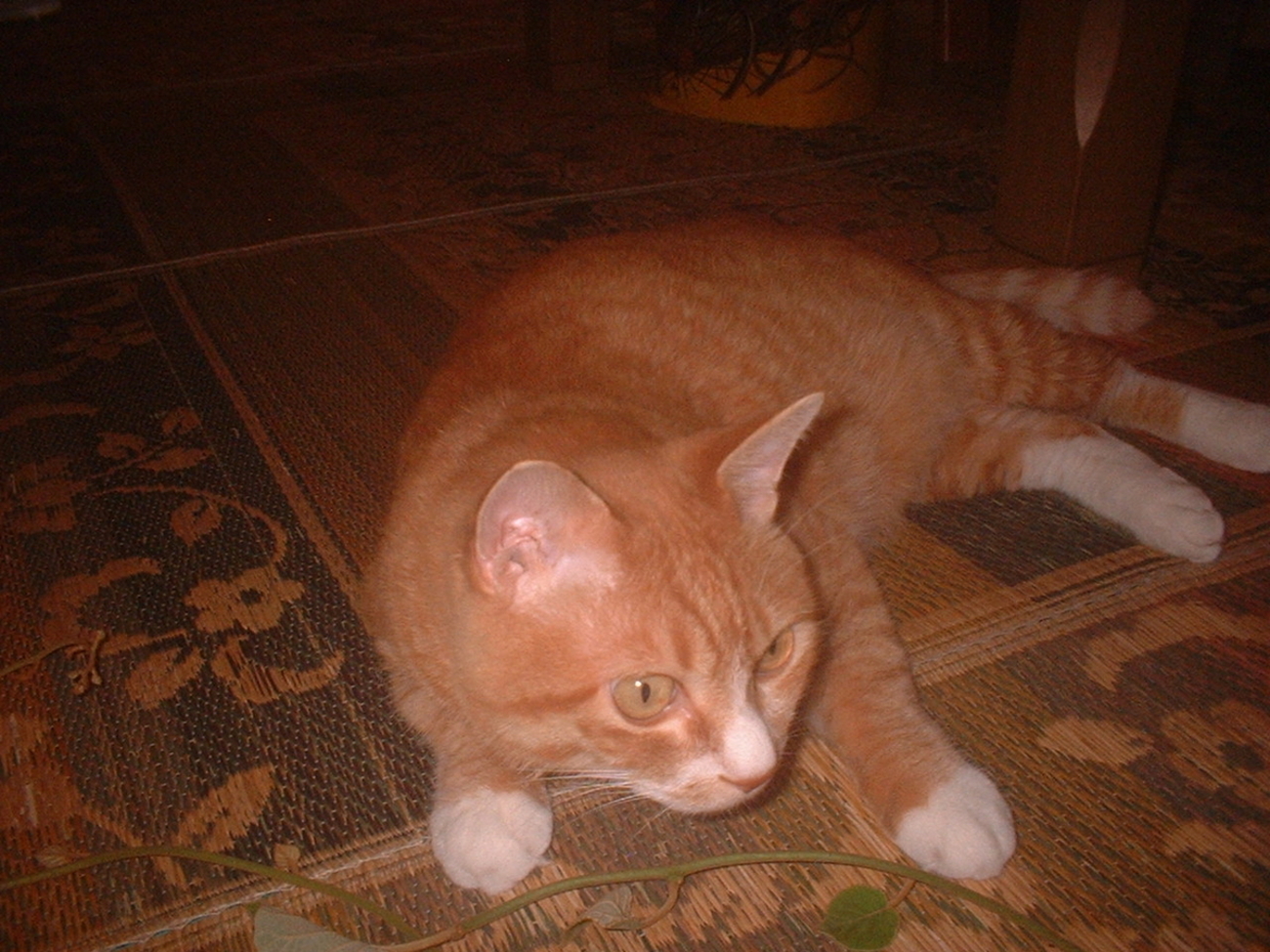 - oton_yukioyahoocojp’s blog