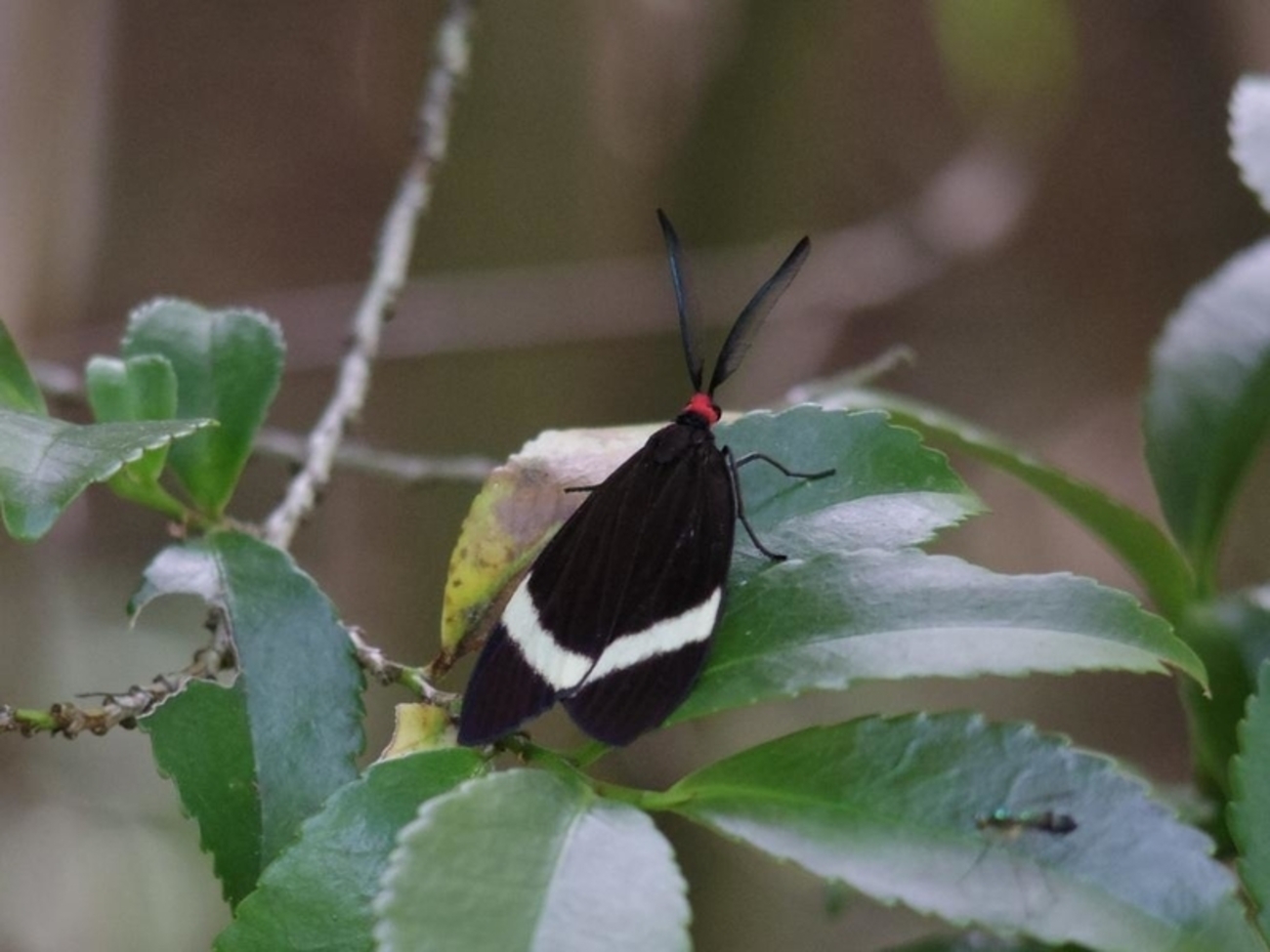 Pidorus glaucopis ホタルガ - Nature Around Takarazuka