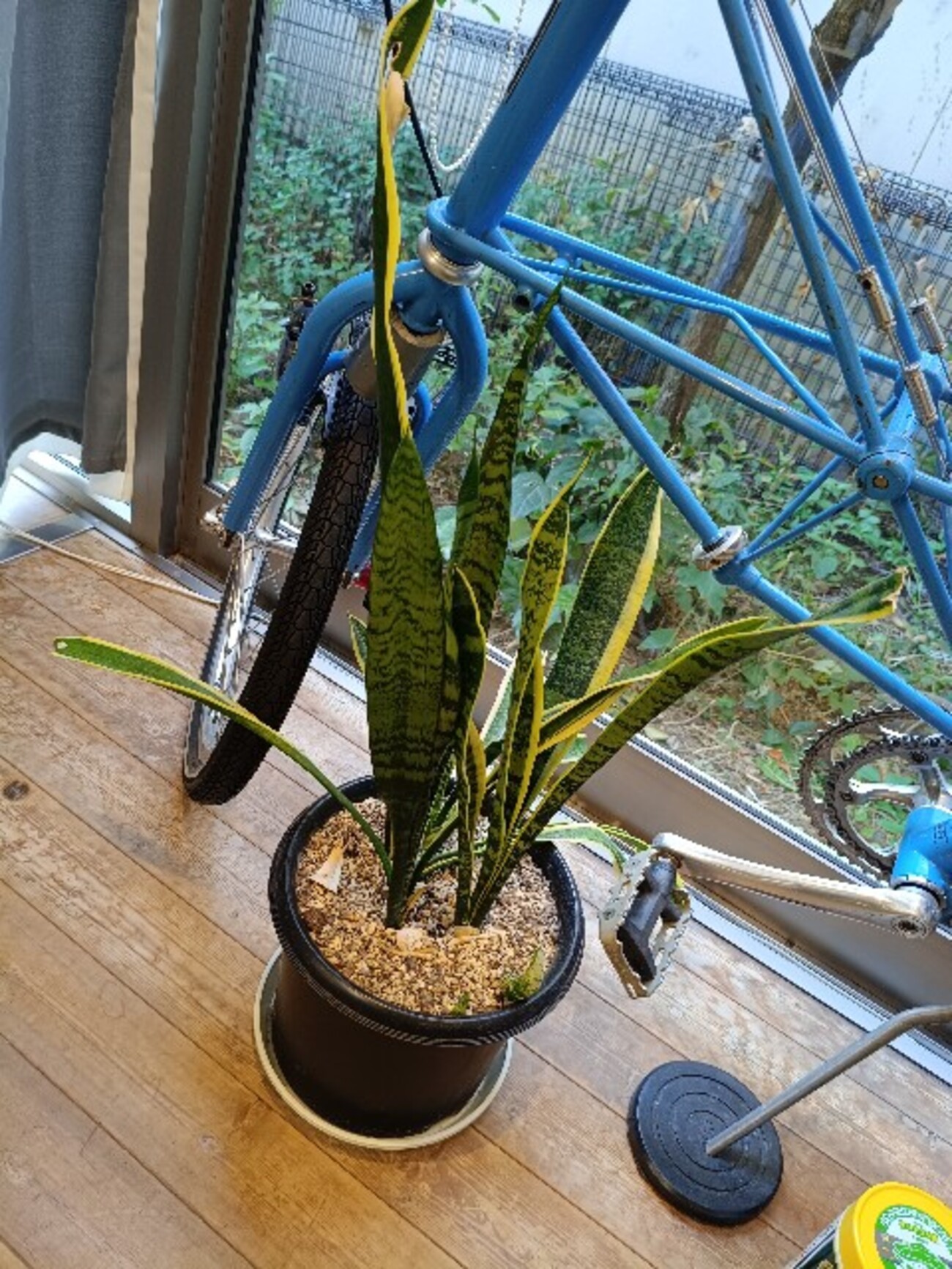 サンスベリア - hiro_weblog