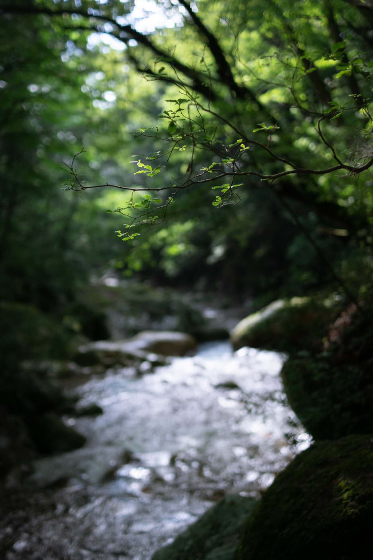 Nature snap #67 - An Ordinary Moment