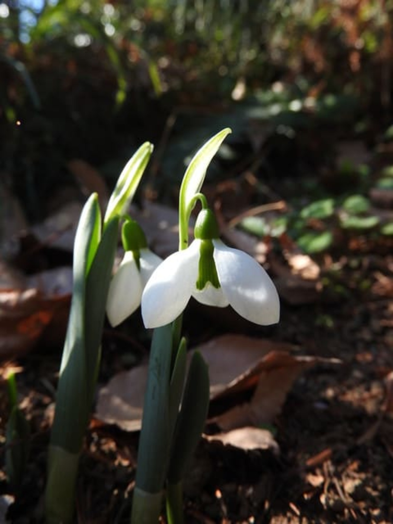 スノードロップ - 赤塚植物園 - minhana-bei-hateのブログ
