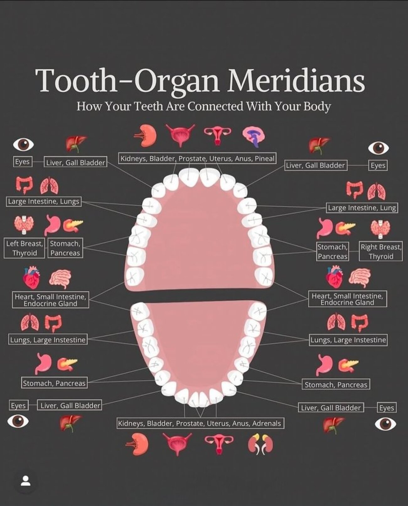 歯は各臓器と密接に繋がっています - tarobee8のブログ（戯言）