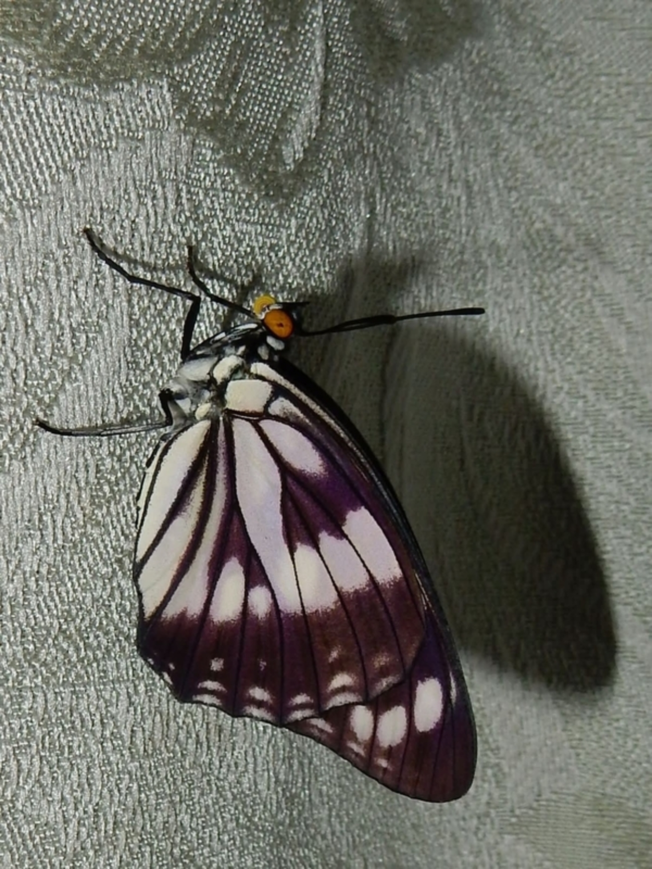 秘密兵器？ - KONASUKEの部屋