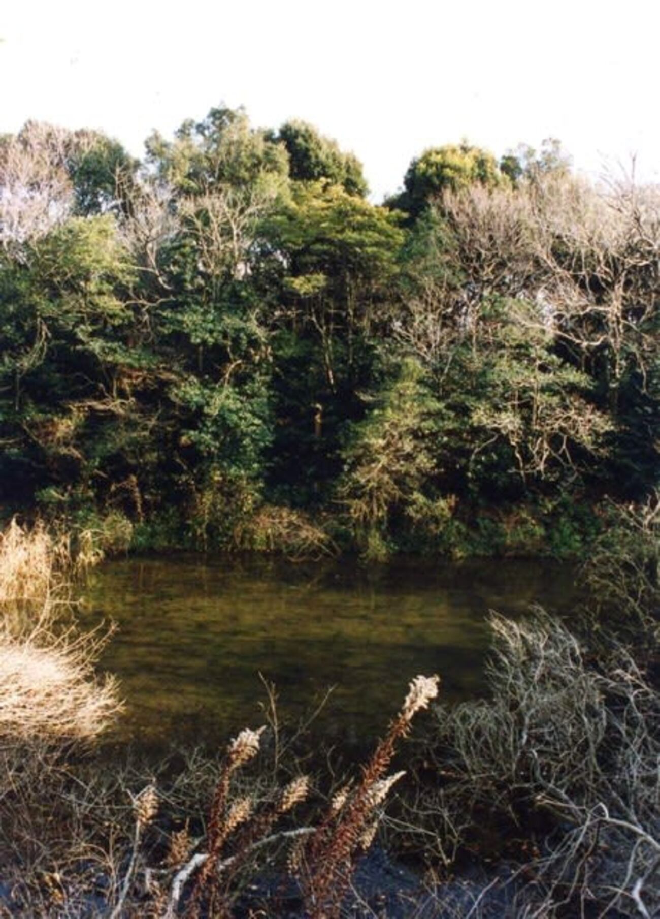 柏木池 - flow Trip -archive-