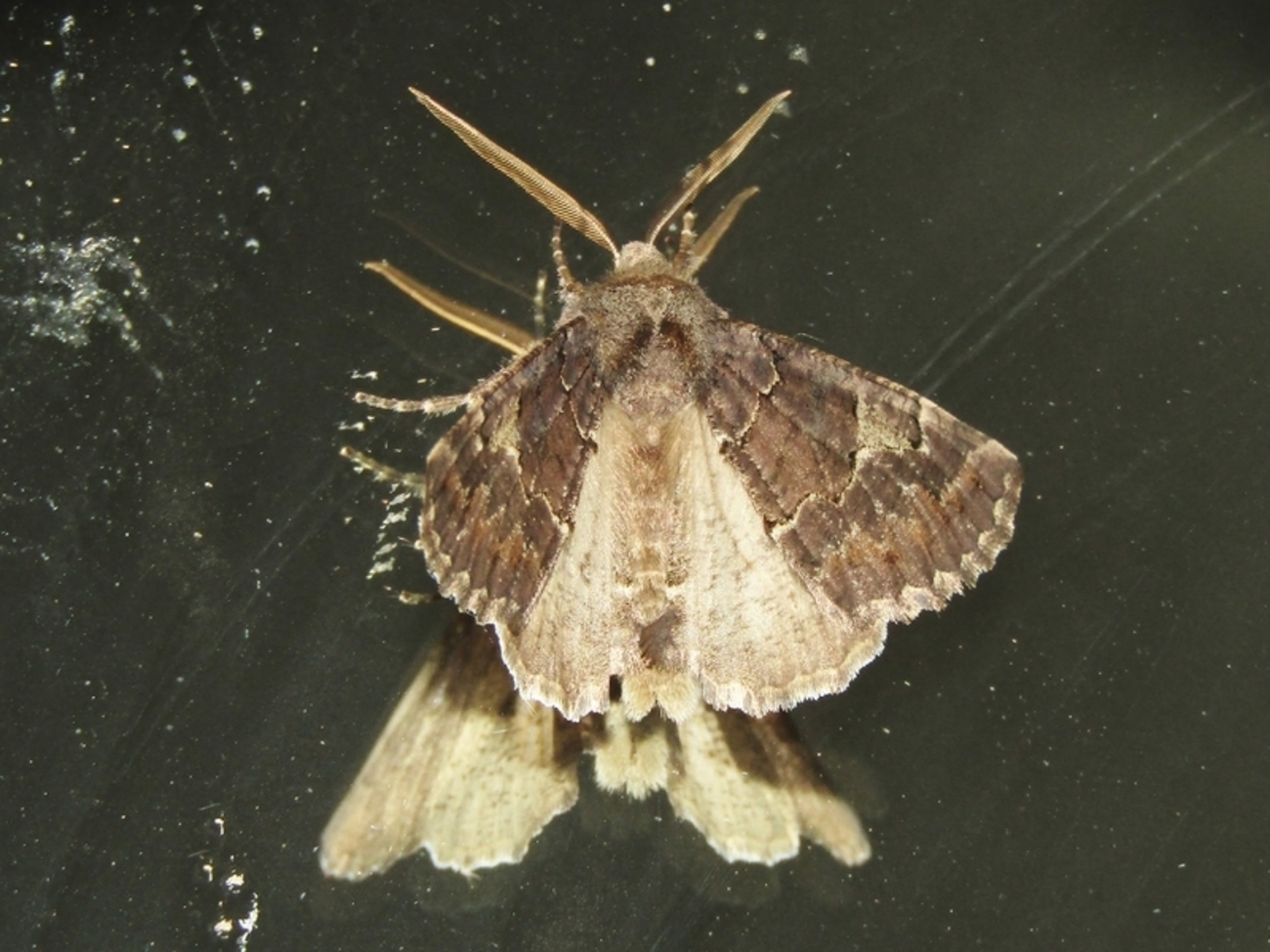 アトジロエダシャク220311 - KONASUKEの部屋