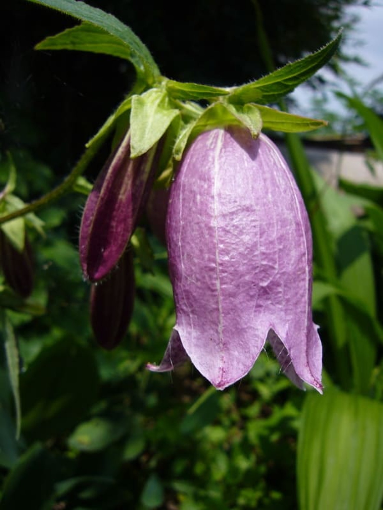 ヤマホタルブクロの花 - いつもiらしく