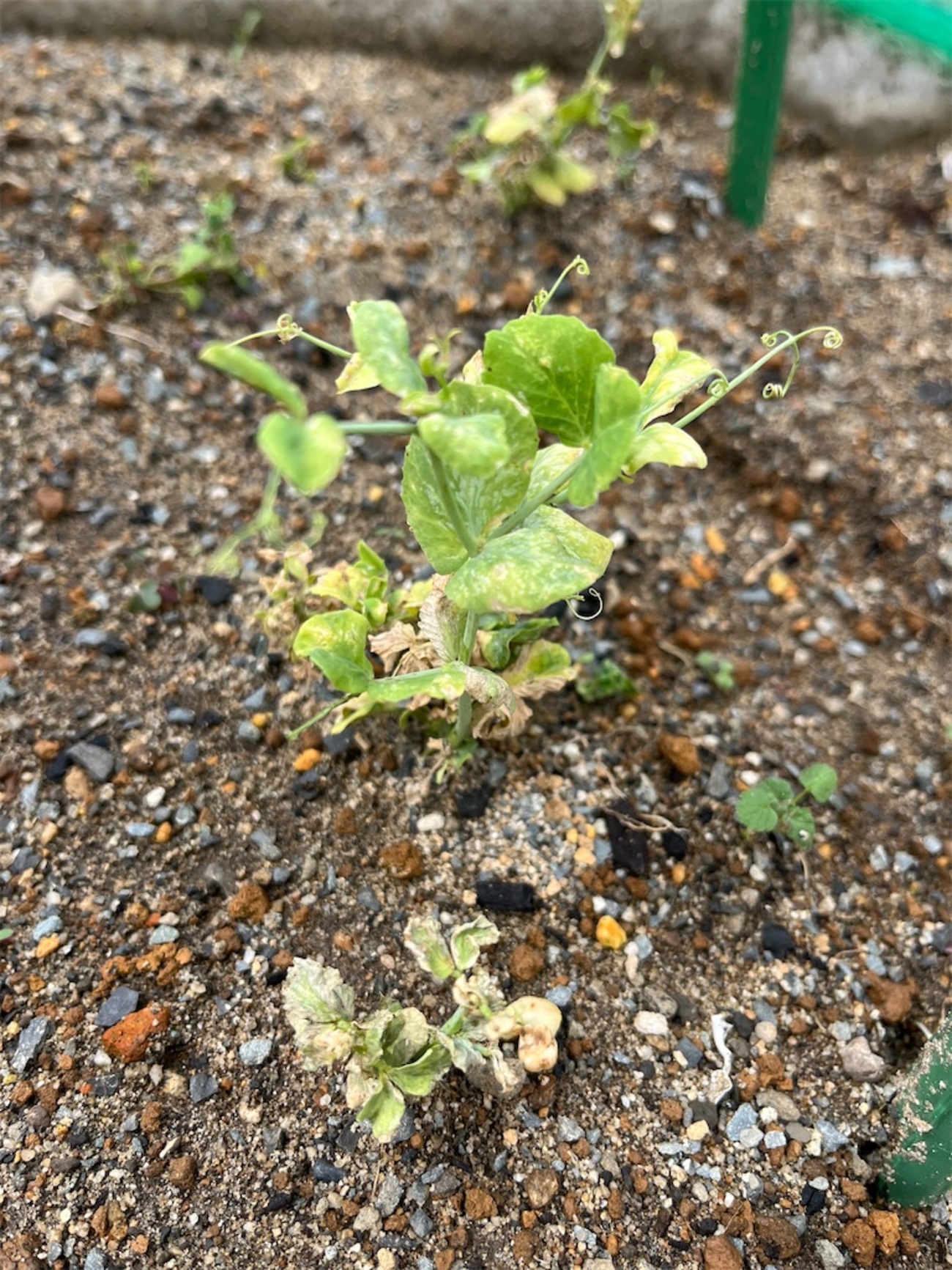 日記5/25スナップエンドウ壊滅？／モンストコラボガチャ結果 - Y_papa’s diary