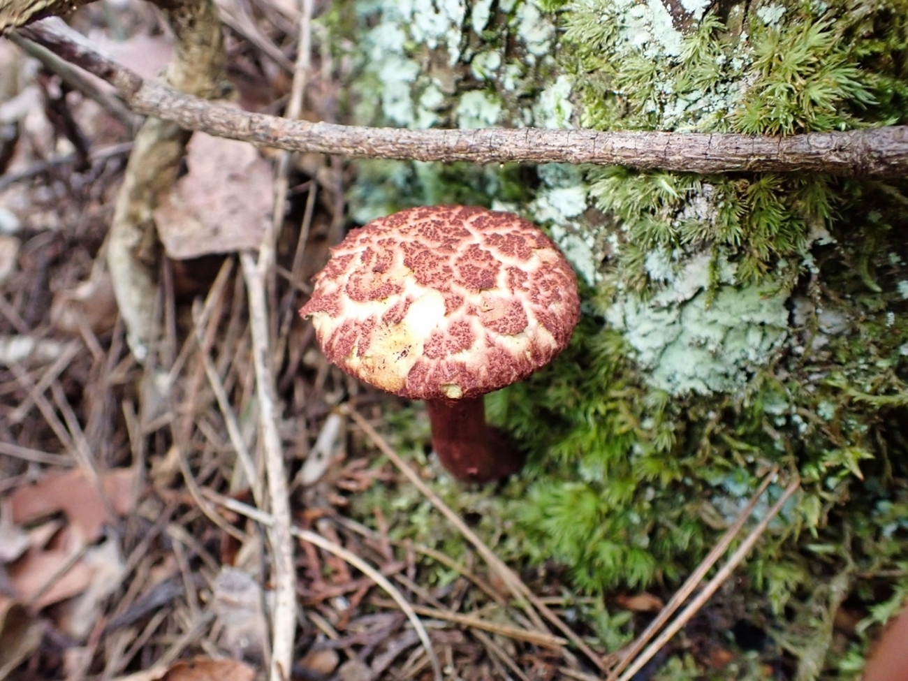 コガネキクバナイグチ - 私、きのこんふぉ。