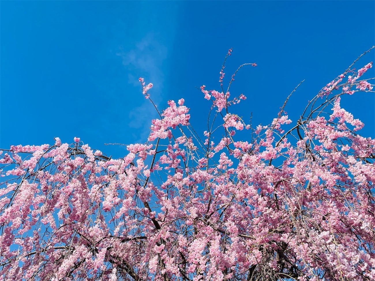 4月14日_桜 - 10年先を思い出して。