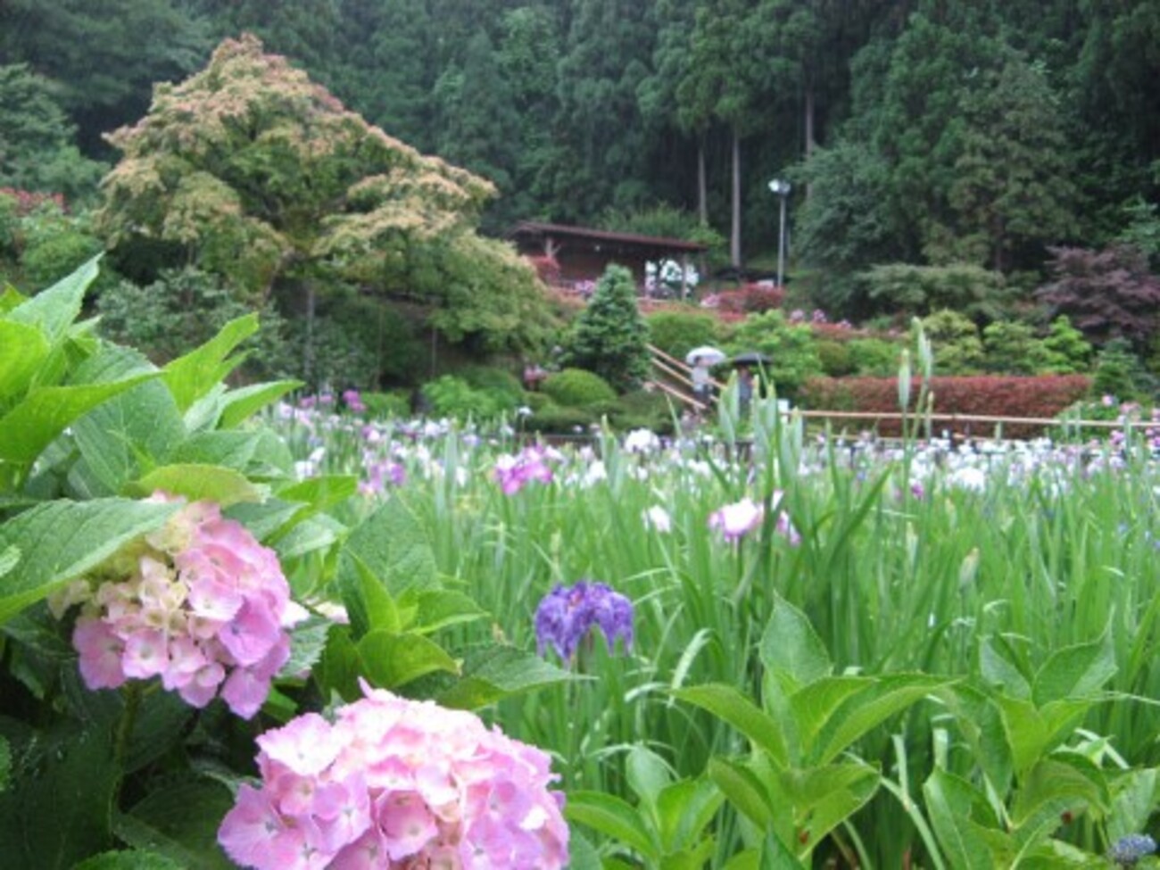 雨の花菖蒲祭 (ι ) - ざぶとんイチマイッ!