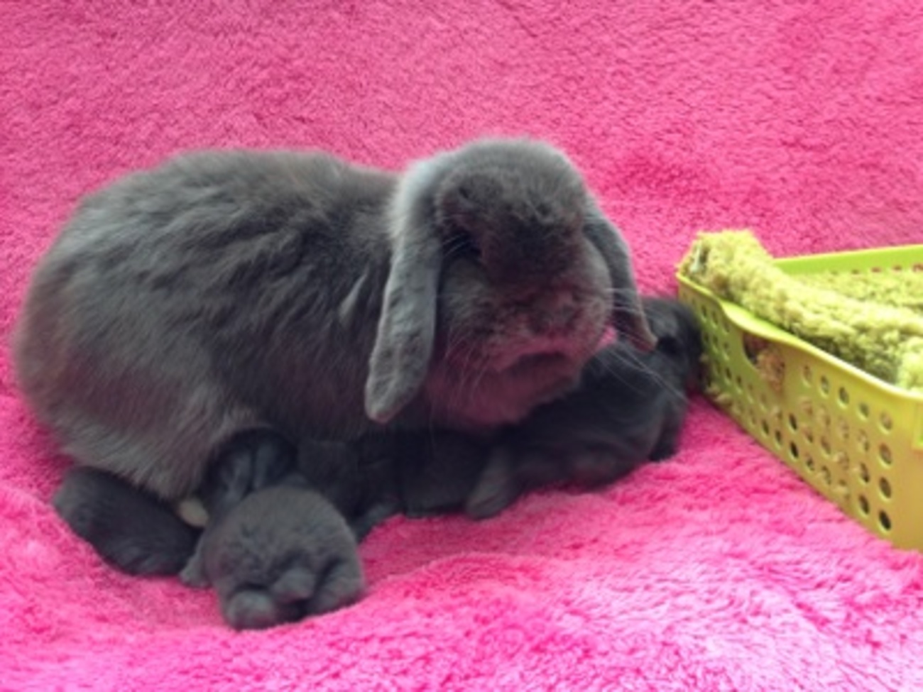 生後16日目 - ほぼ日刊ラビットジャーナル by，Karin'z Rabbitry