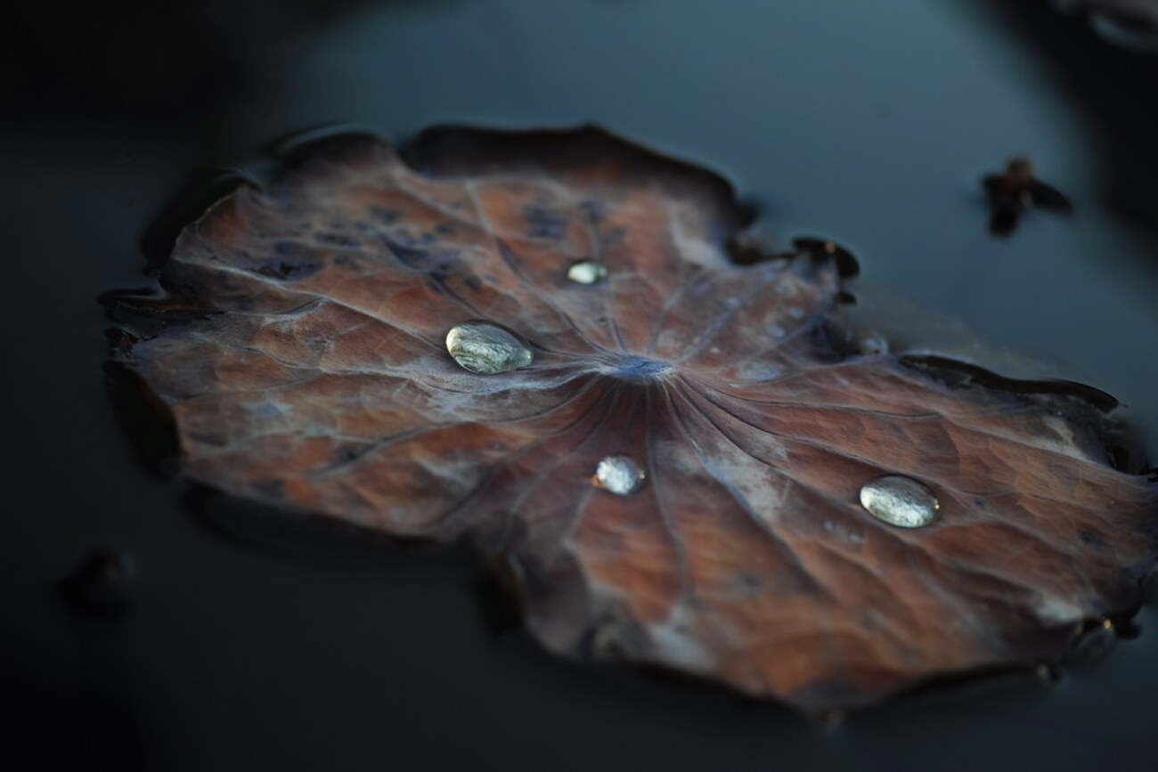 Nature snap #41 - An Ordinary Moment