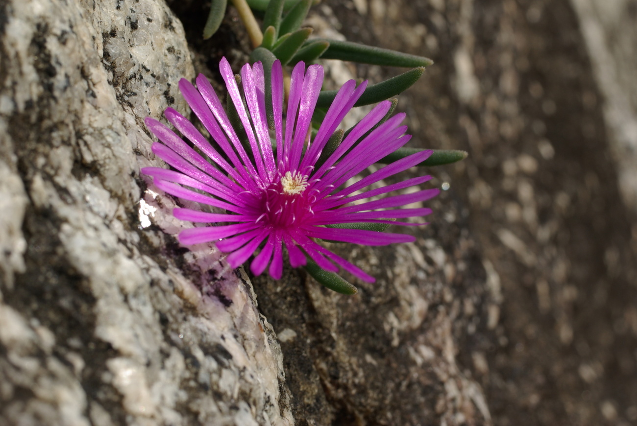 海田総合公園：2021年秋（その02：K10D＆smcFAマクロ50mmF2.8 partⅠ） - 『ケーキなどを焼いてみる』tecchox’s blog