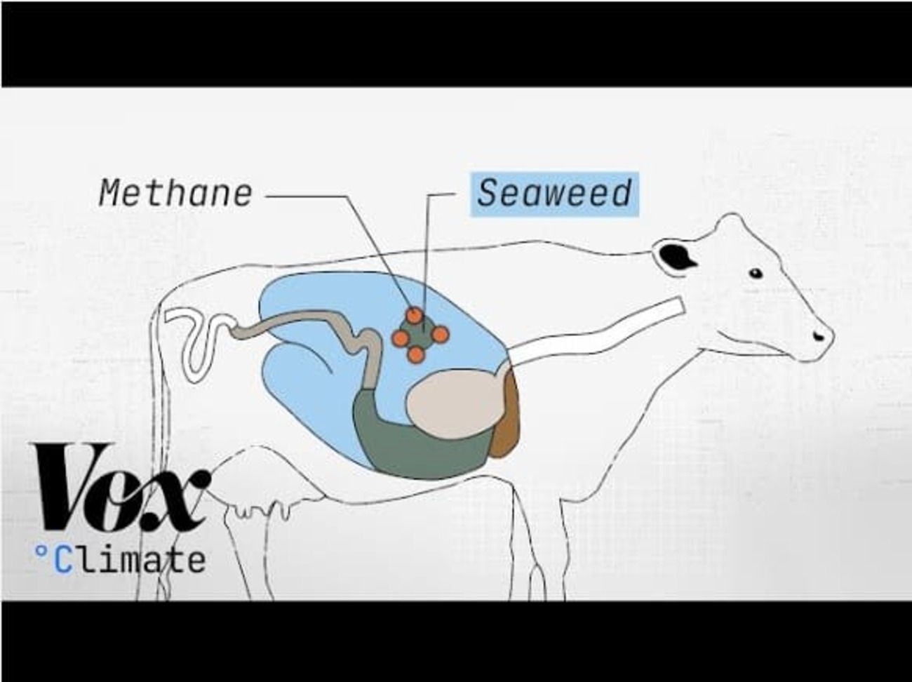 Cow burps are a climate problem. Can seaweed help? - Takorine_and’s diary