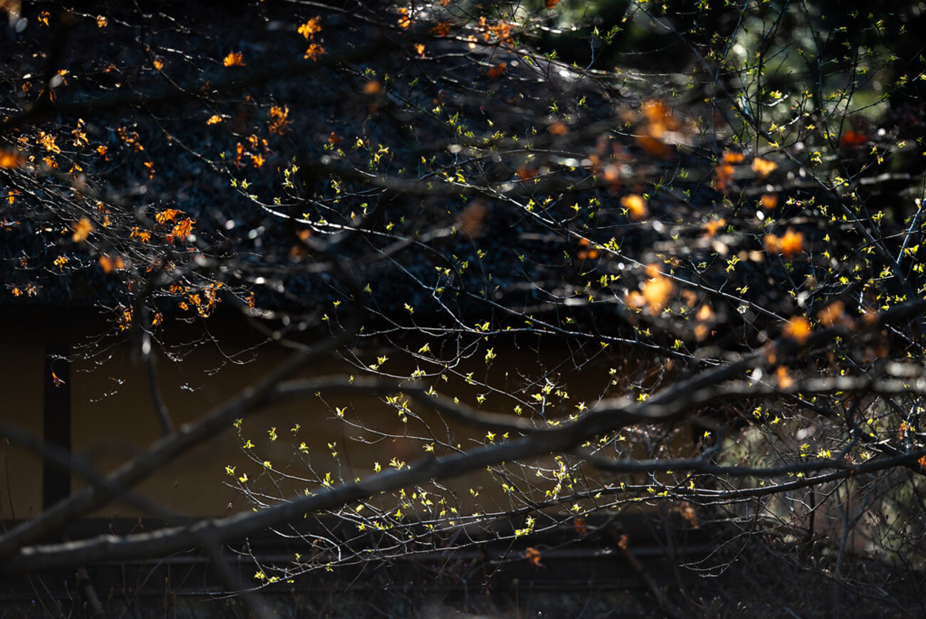 Nature snap #31 - An Ordinary Moment