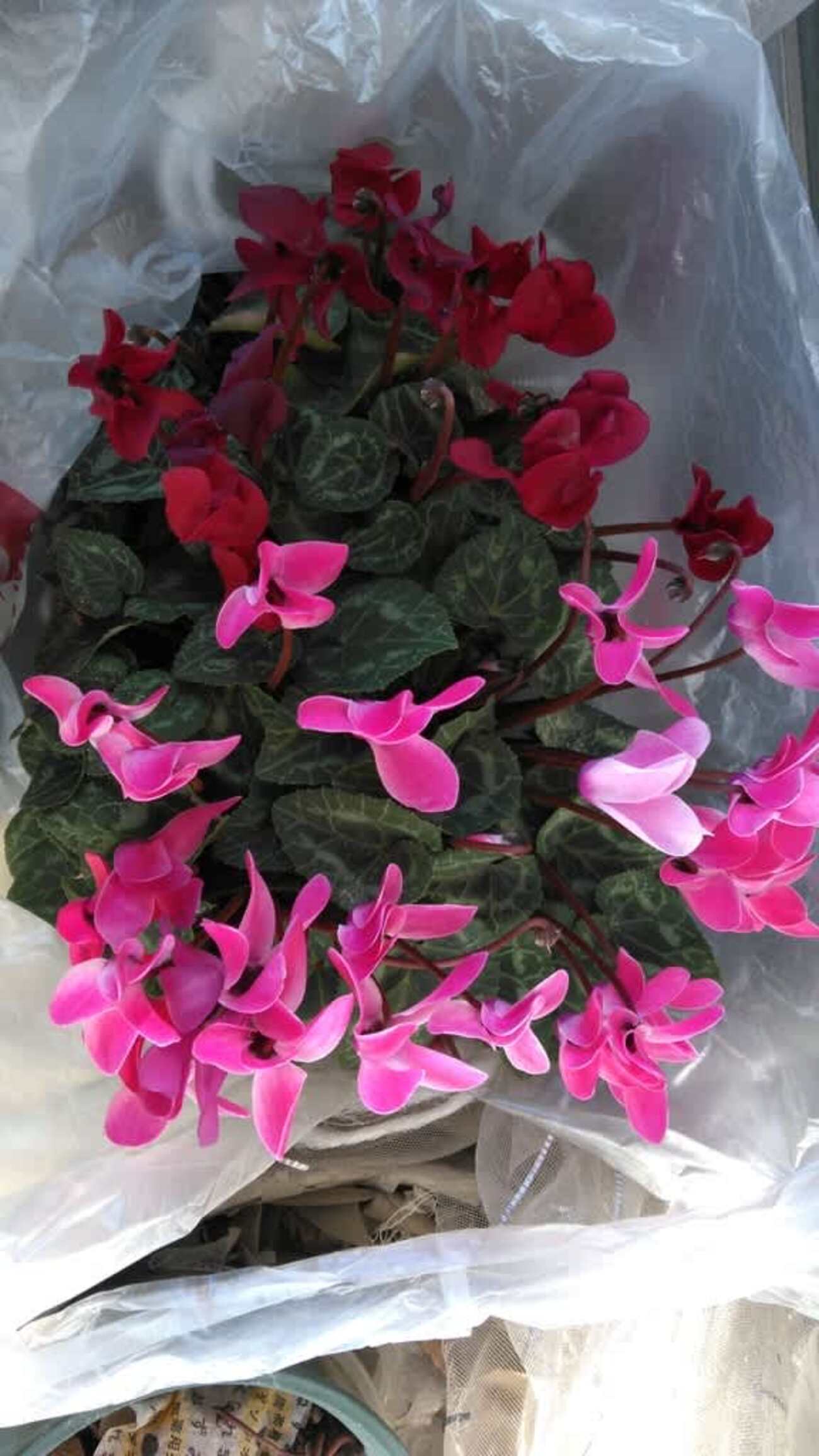 霜にやられたかシクラメン？樂 - kyoko-ky211のブログ