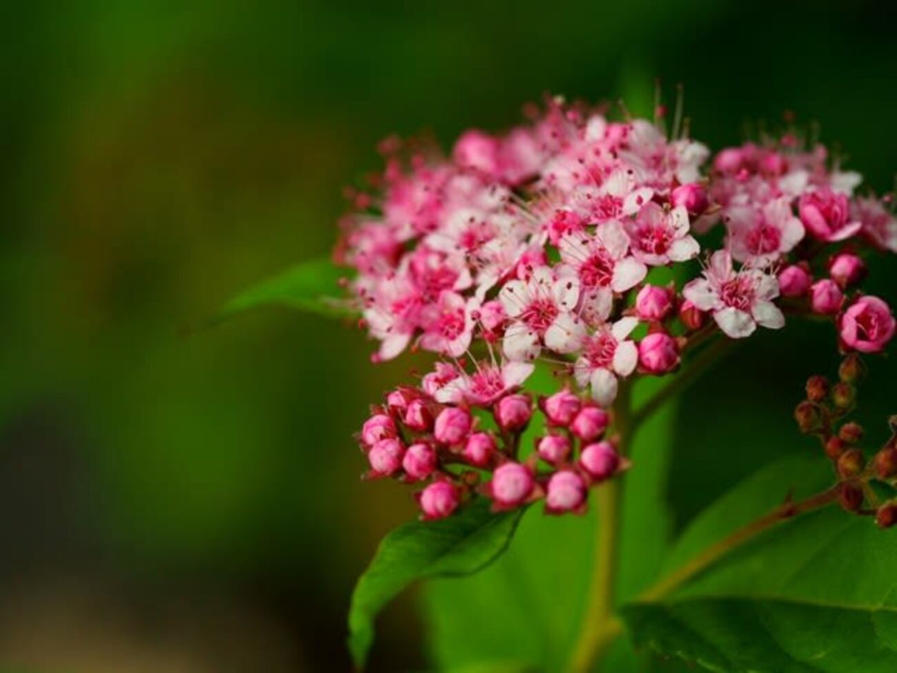 シモツケ - Forest Sync.