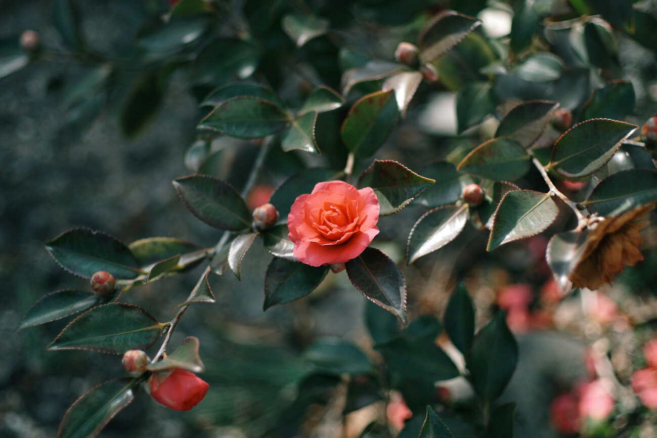 Recollection 2023 - flum