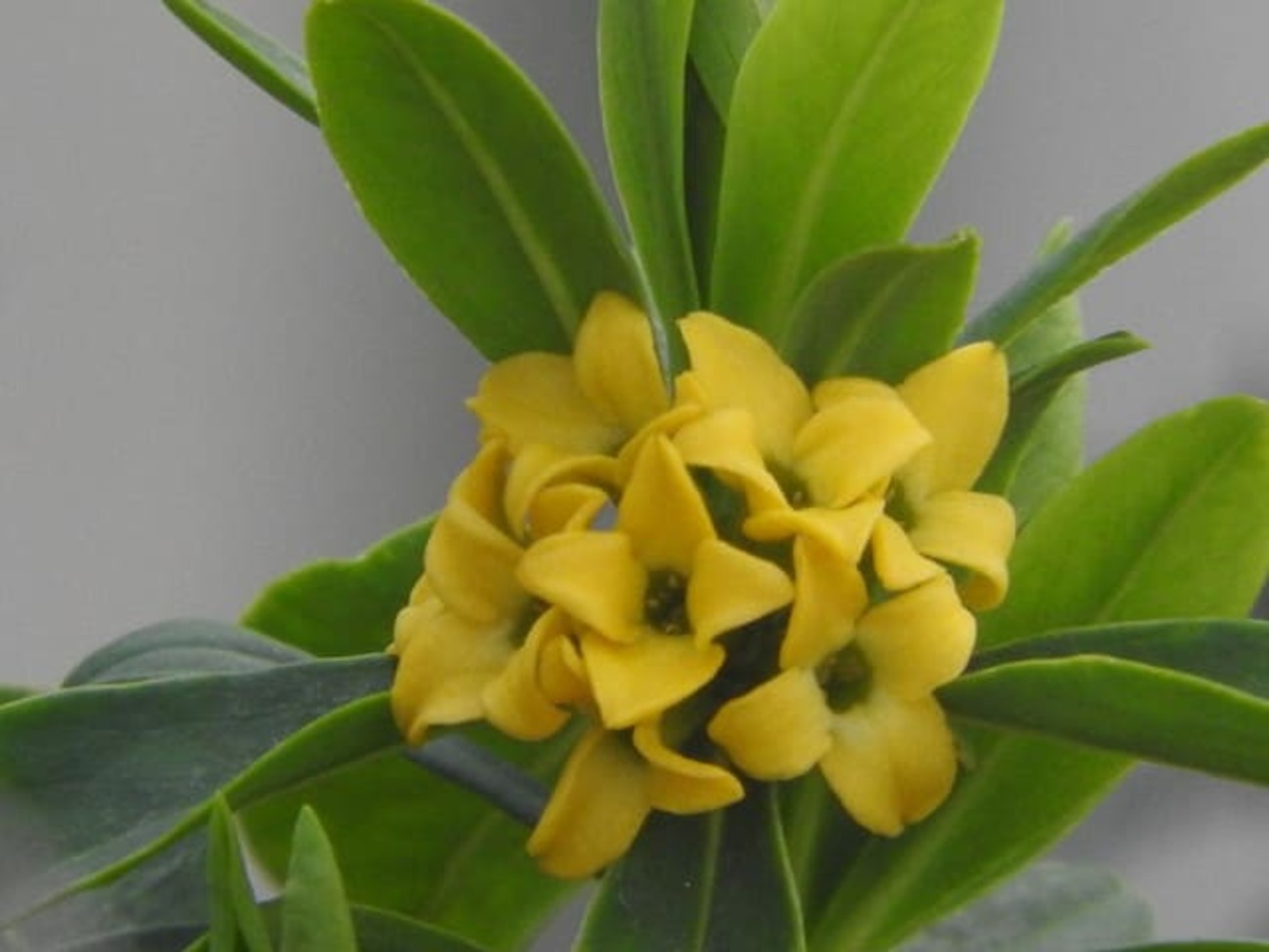 オニシバリ - minhana-bei-hateのブログ