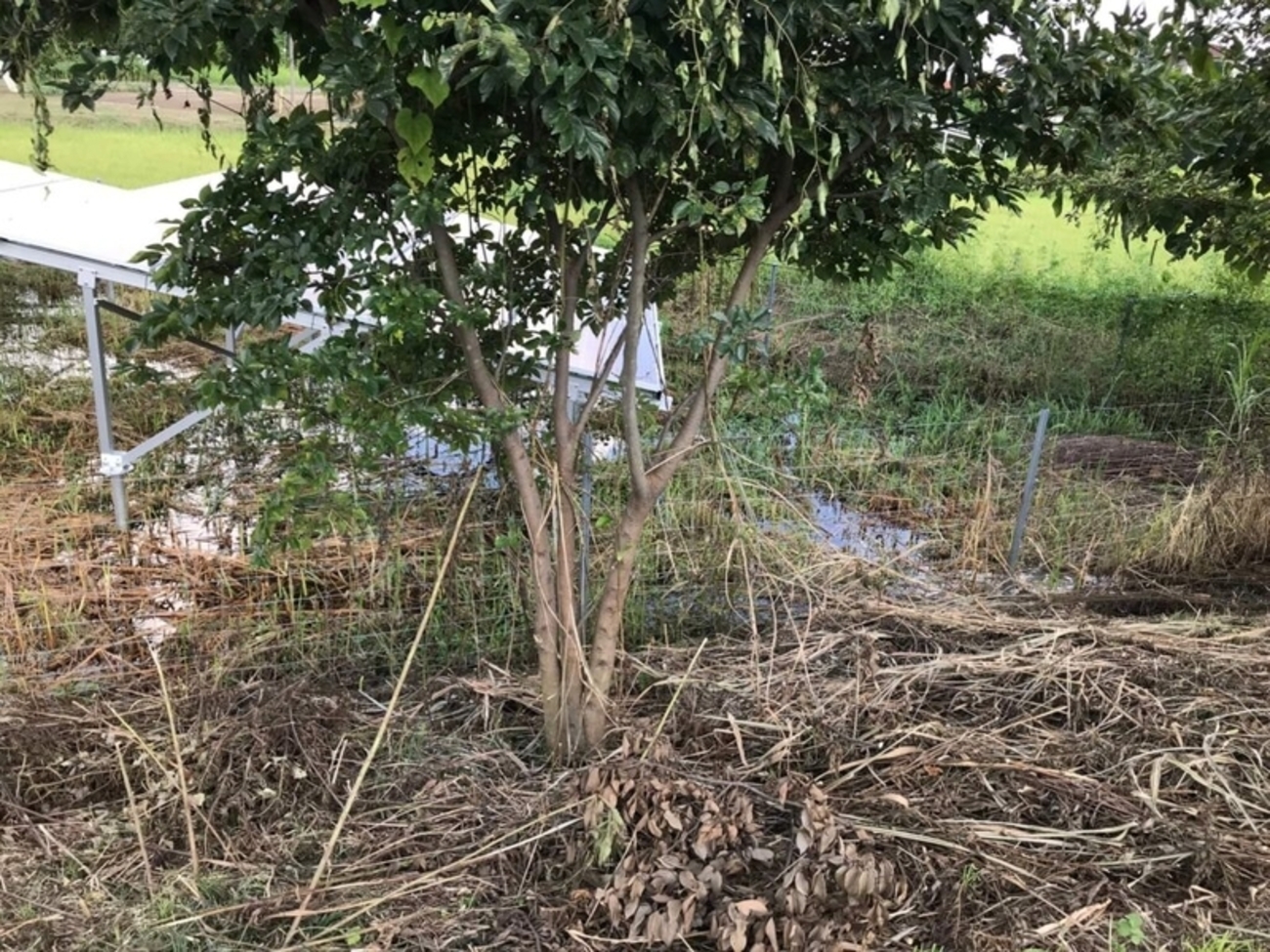 太陽光発電所の周りにある木を伐採したときのお話 - taiperoのブログ