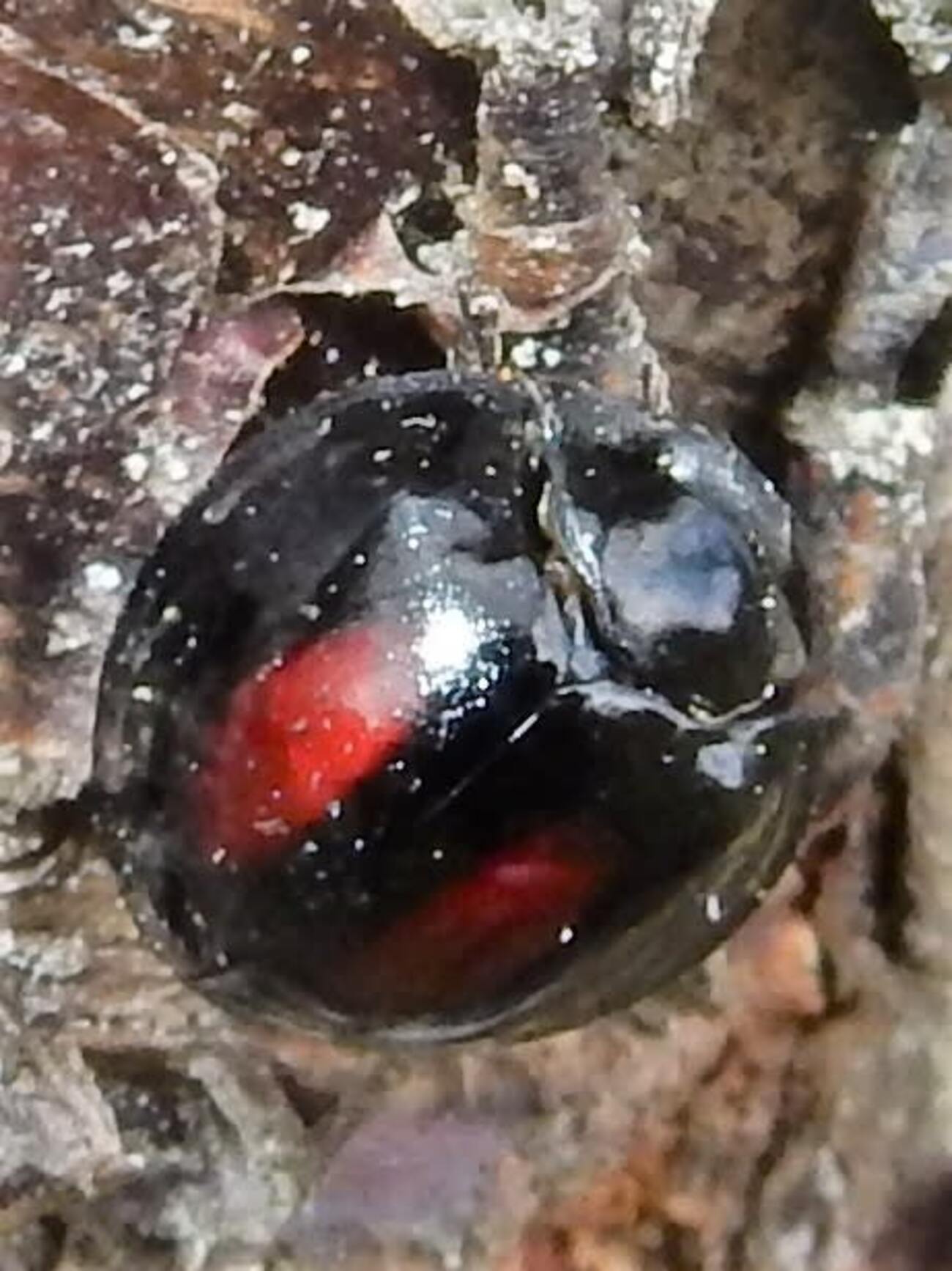 アカホシテントウ20190225 - KONASUKEの部屋