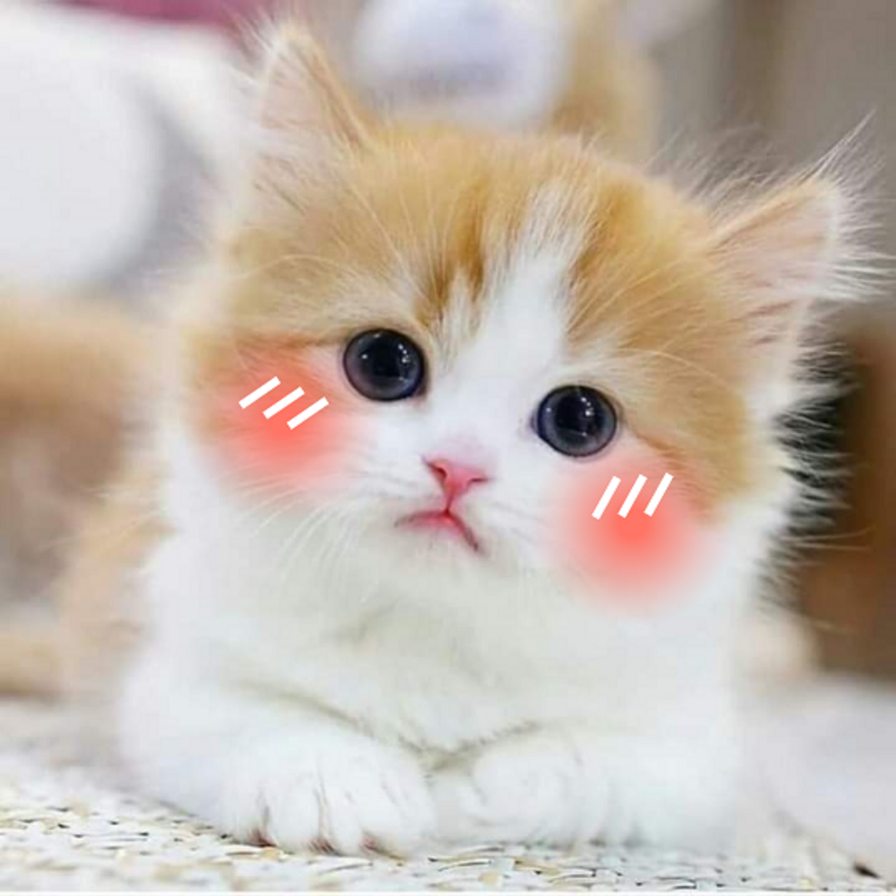 2025年12月販売の備忘録📝 28日目☆ - ハイブリッドポイ活で、めざせ月収100万円！