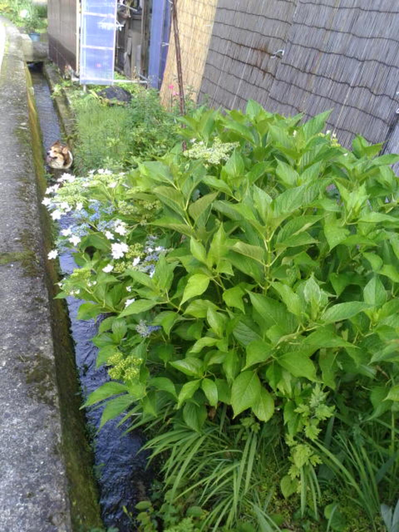 今朝も入っています - kicmac-time