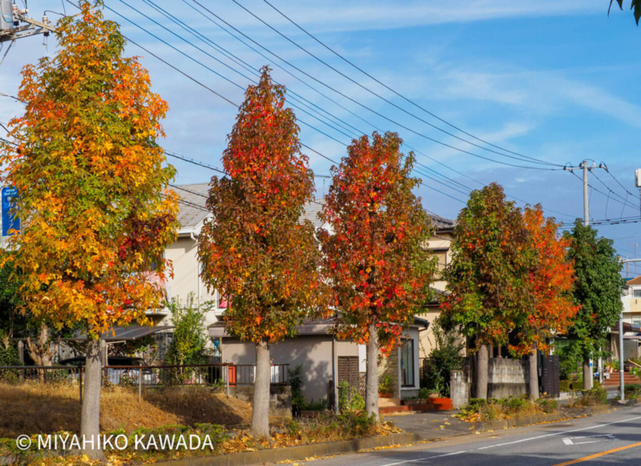 地元の秋も堪能 - M-kawadaのブログ