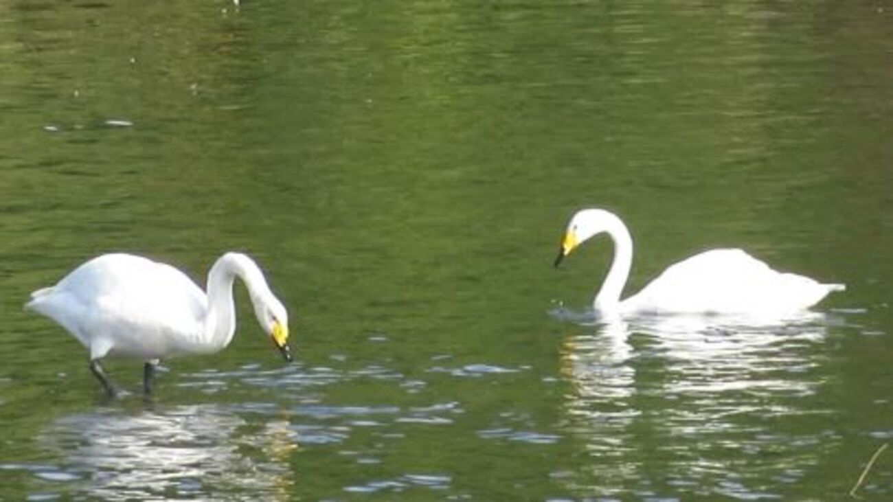 ひとりじゃないねー - Setubunso のお散歩日記