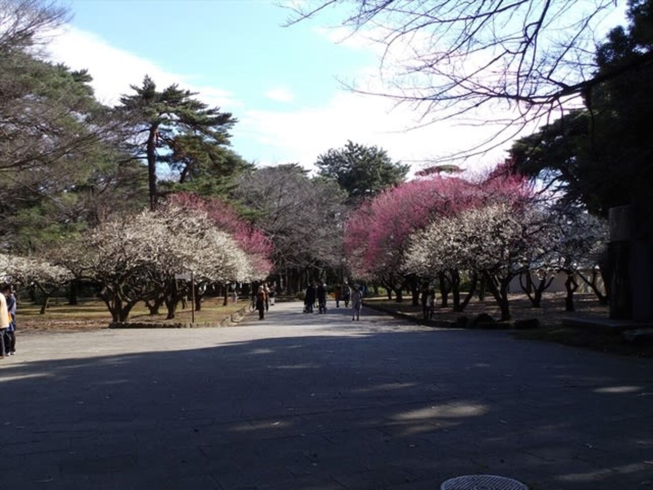 ウメ - 大宮公園 - minhana-bei-hateのブログ