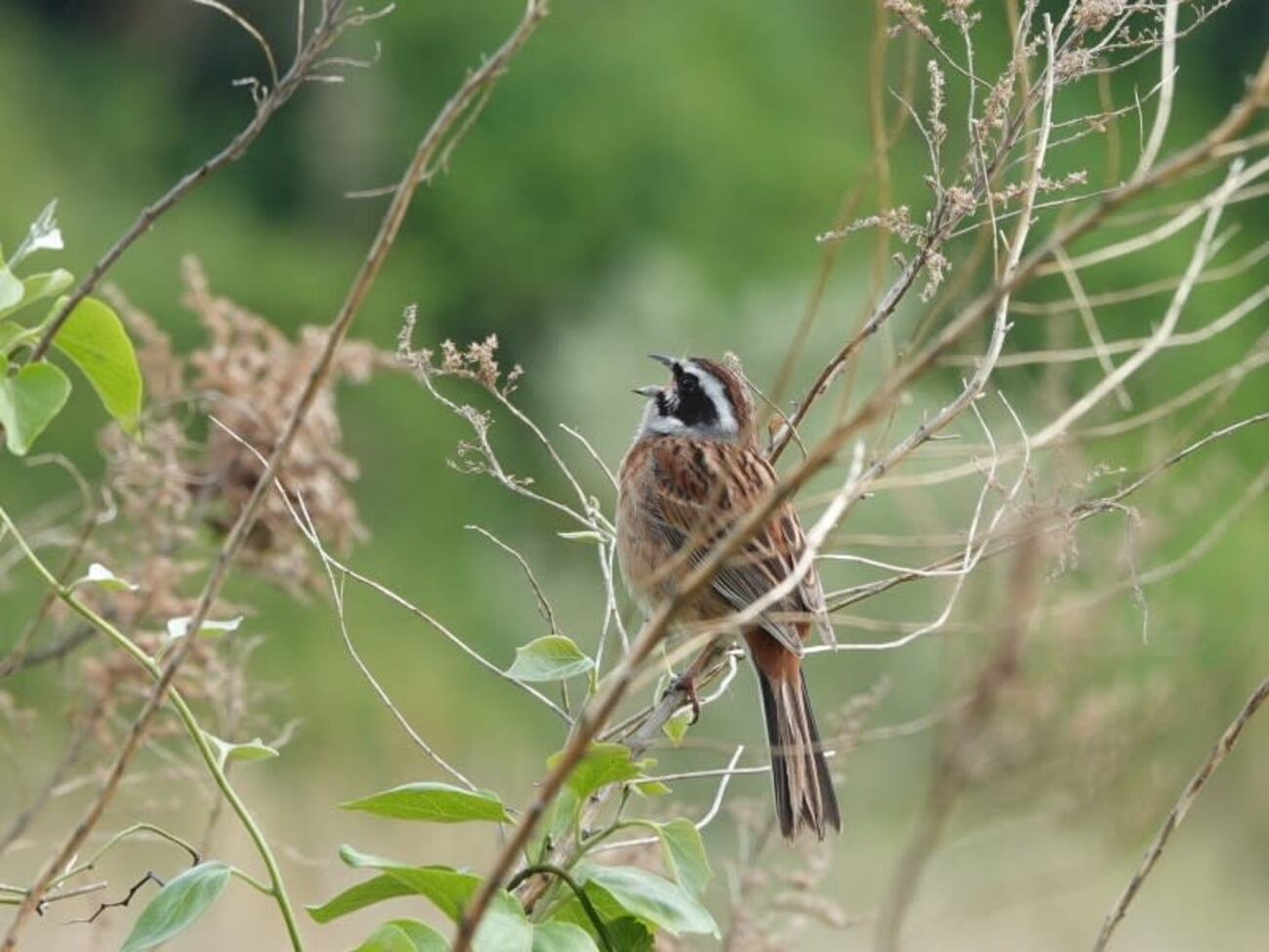 ぶらぶら散歩（出島野鳥園、大神子公園、眉山、植物園） - tokusan_77’s blog