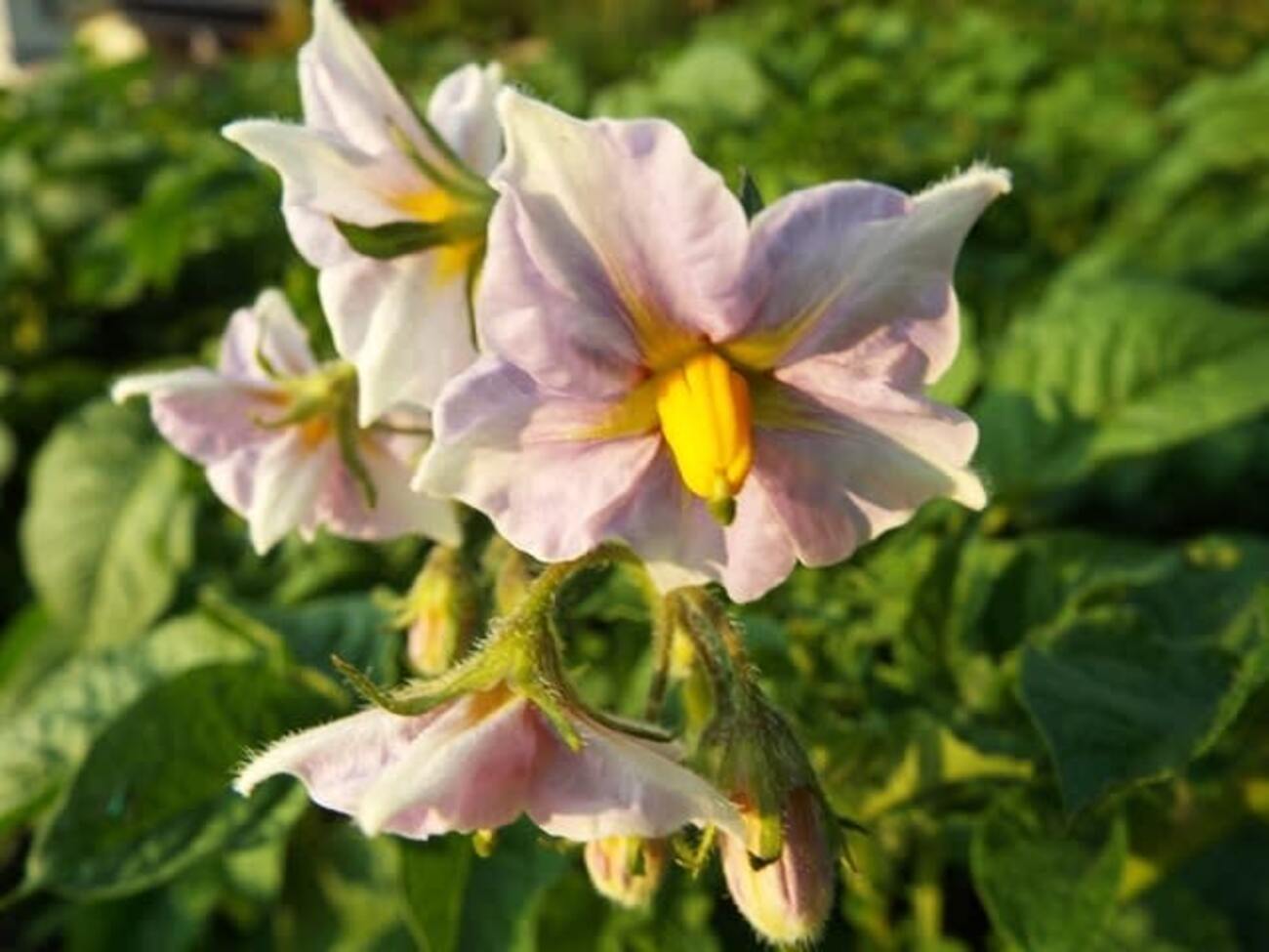 畑の様子とワンズ - saichimama’s blog