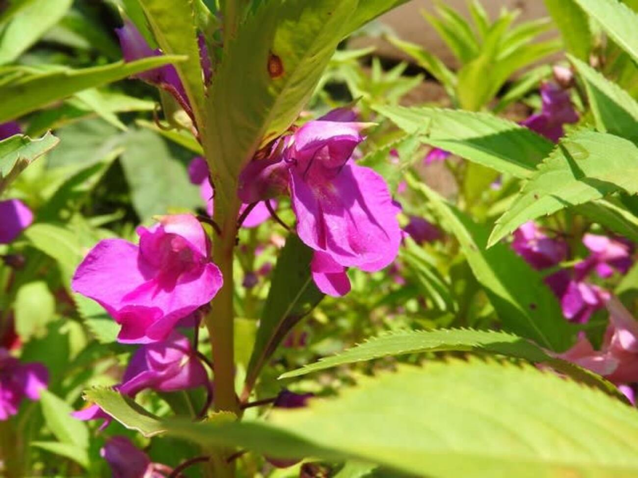 6月24日 東京薬科大学薬用植物園 - minhana-bei-hateのブログ