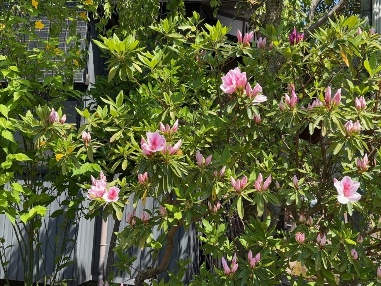 20250430 - Art Site Horikawa-II