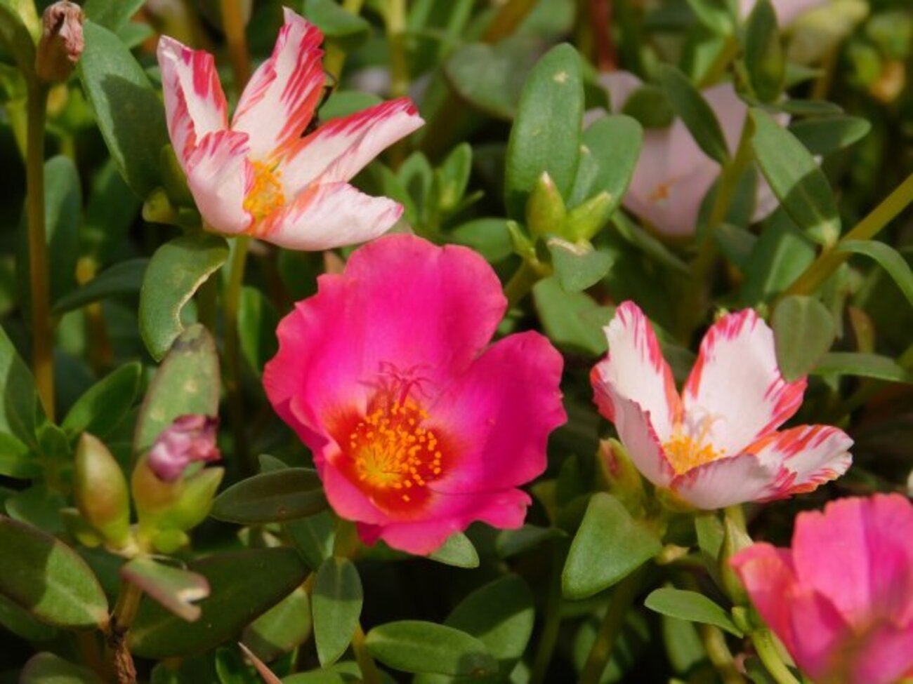 ルルドの泉 - oichan-2’s blog