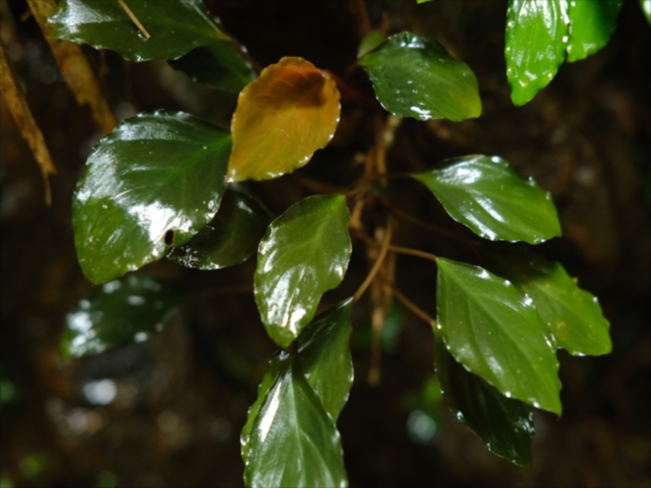 Furtadoa sumatrensis from Lubuklinggau【AZ1123-8b】 - azulaquarium’s diary