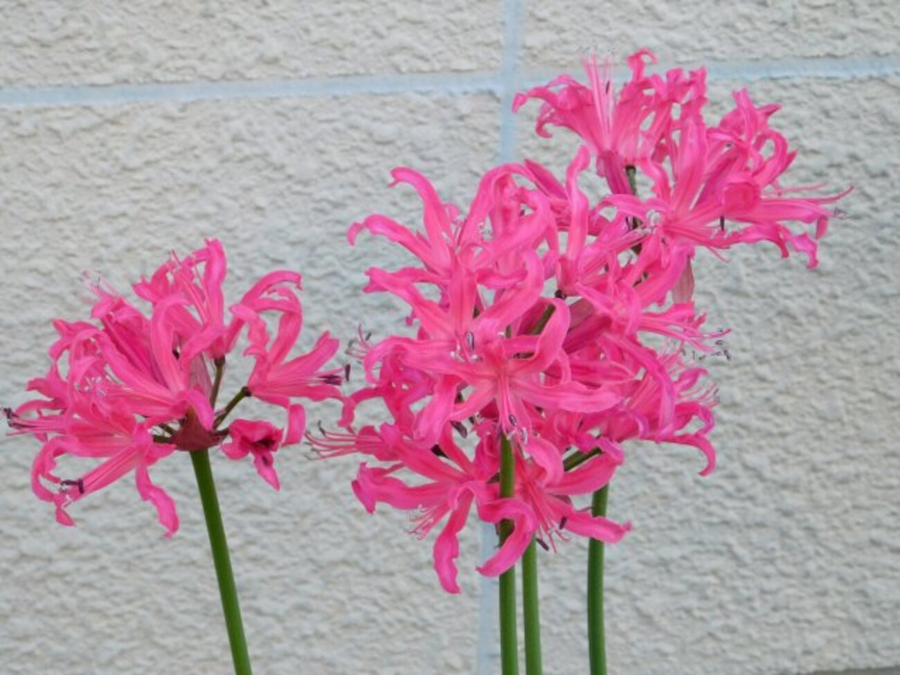 五輪談合 - oichan-2’s blog