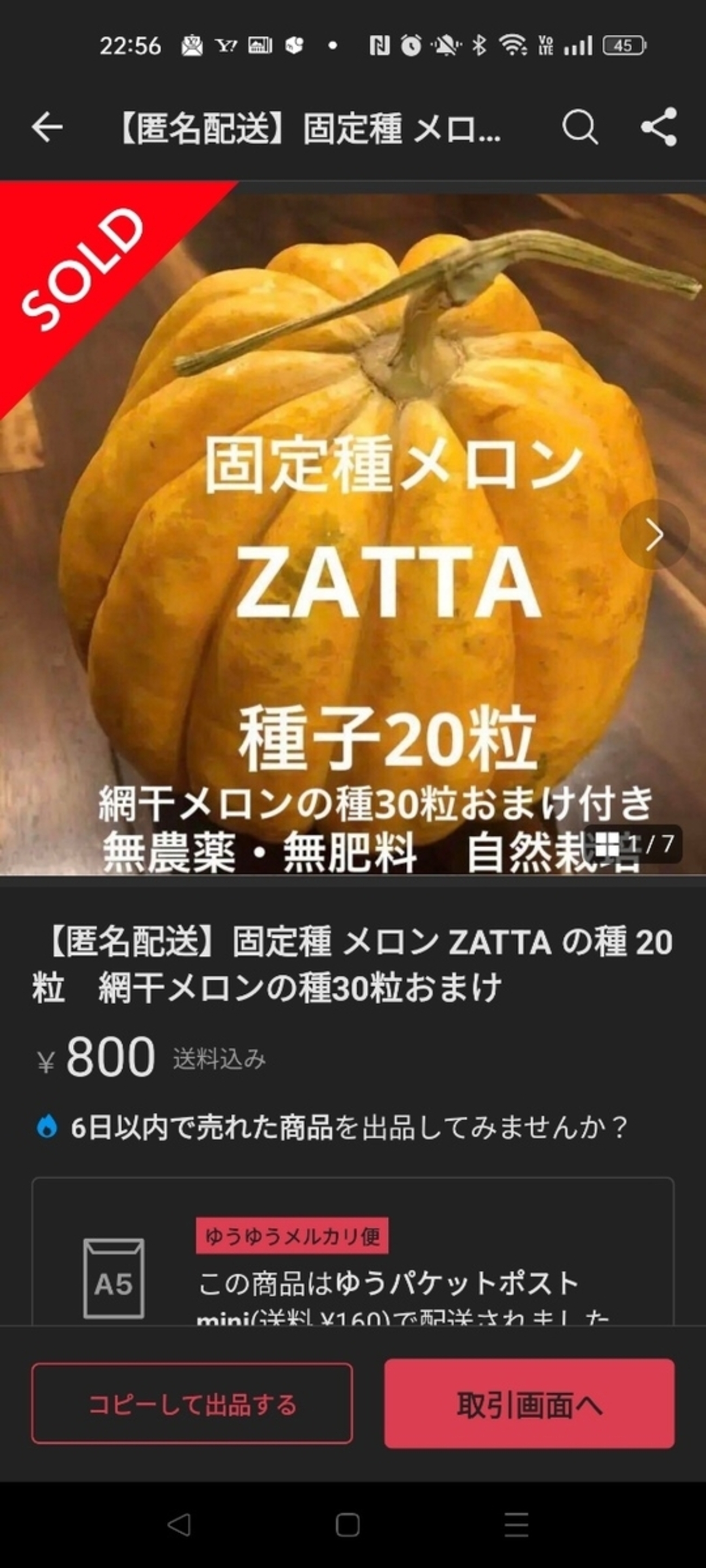 ZATTA Melon 発芽 (ジェノバ・プロジェクト5) - NEW PLANTS EXPERIMENTS