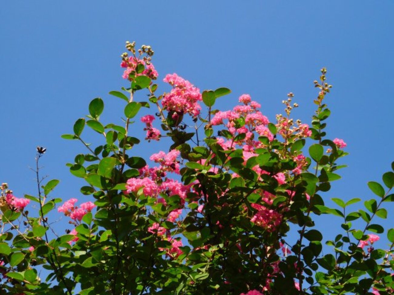 魂を売った人 - oichan-2’s blog