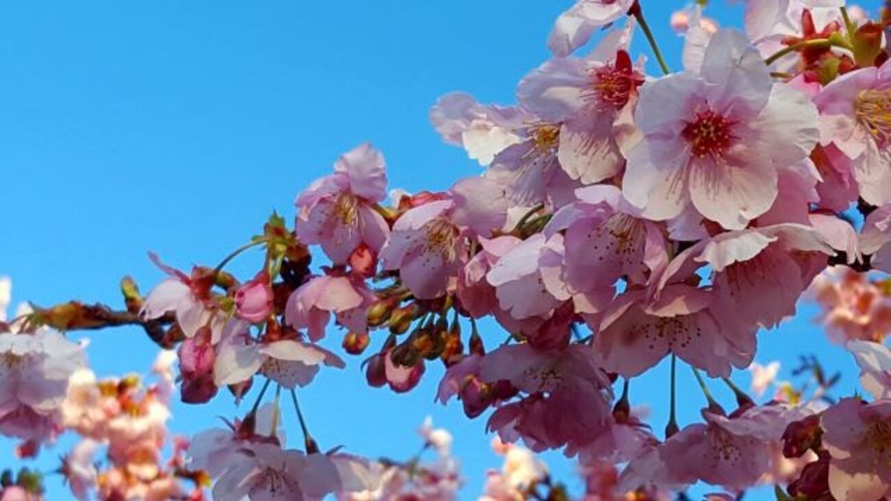 Frühlingsstimmen (Voices of Spring) - 駿府は96か町