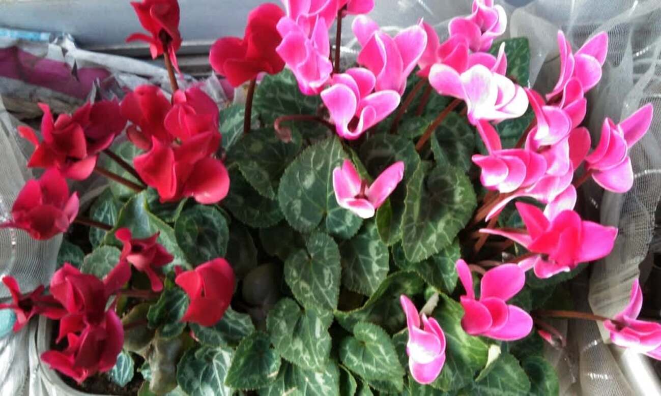 雨の1日☔です。 - kyoko-ky211のブログ