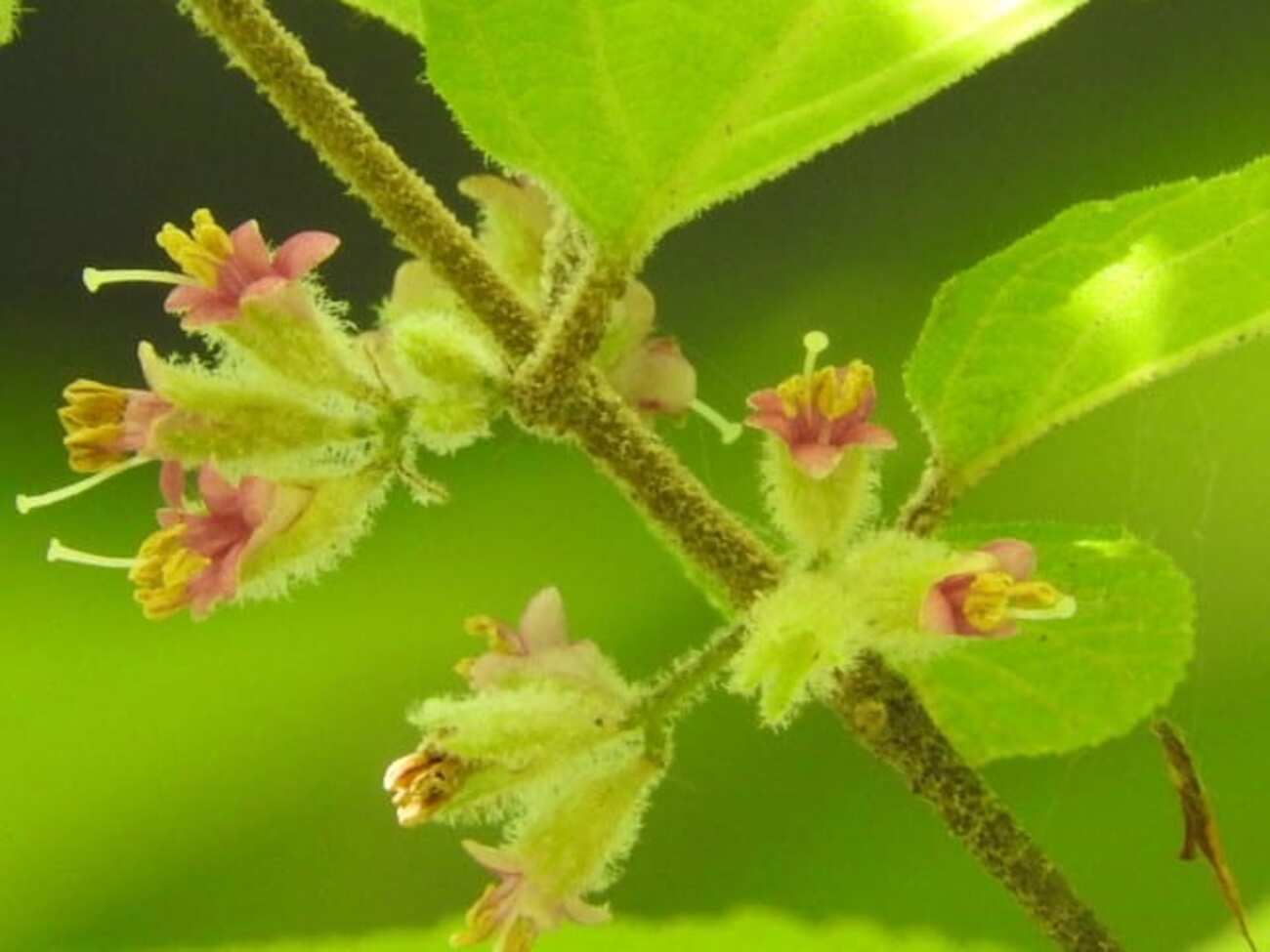 ヤブムラサキ - 皇居東御苑 - minhana-bei-hateのブログ