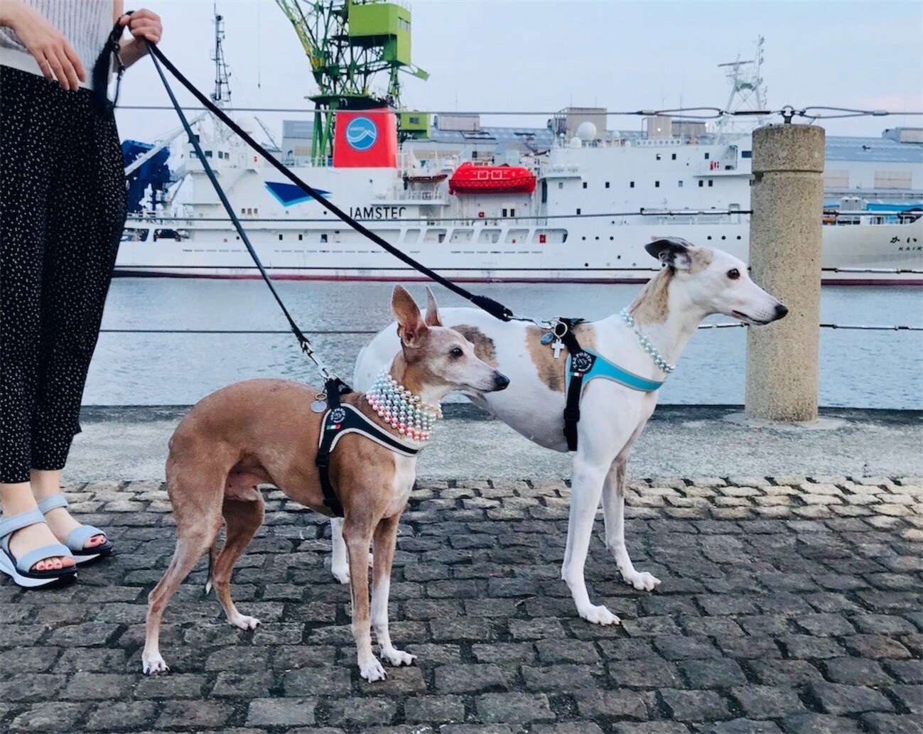 ジョイじぃイメチェンをする★ - Joy & Jura with Whippet Floren