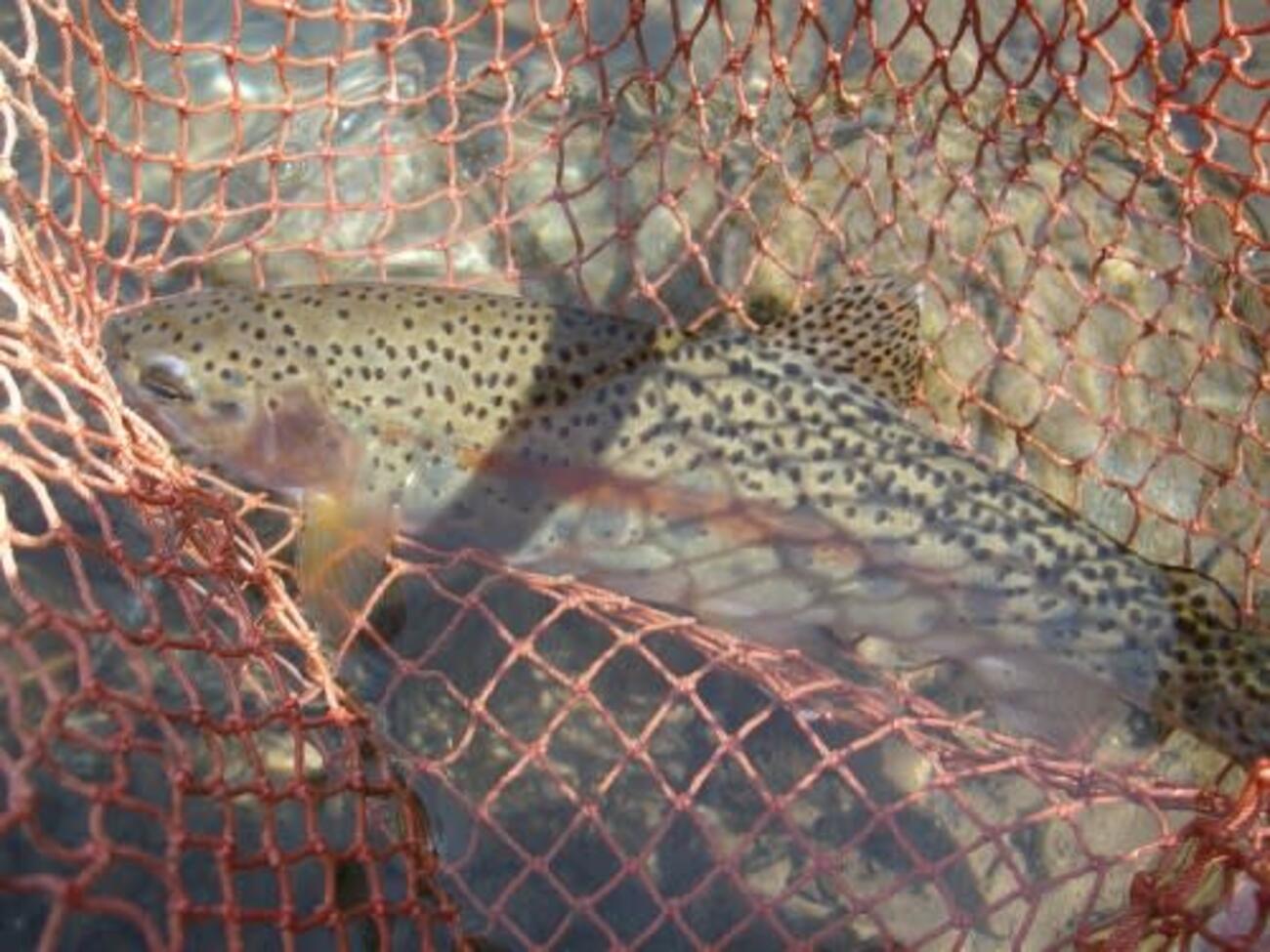 暖かな蒲田 Mar.17 - Forest Sync.