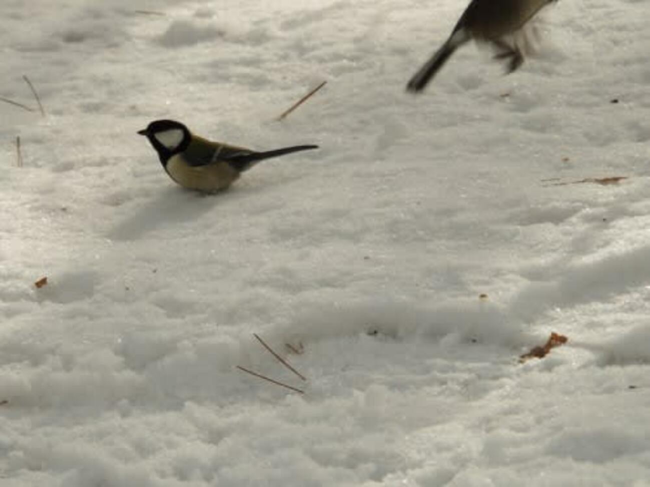 冬の小鳥 Jan.13 - Forest Sync.