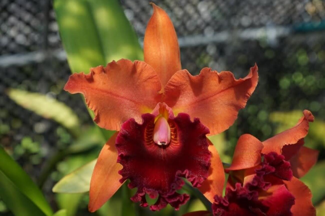 Rlc. Sharon King‘Volcano Princess’ - カトログ !! ～ カトレヤ交配種のブログ (Hybrid ...