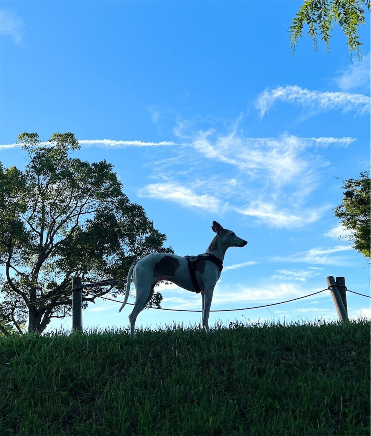 エフちん最後の夏 - Joy & Jura with Whippet Floren