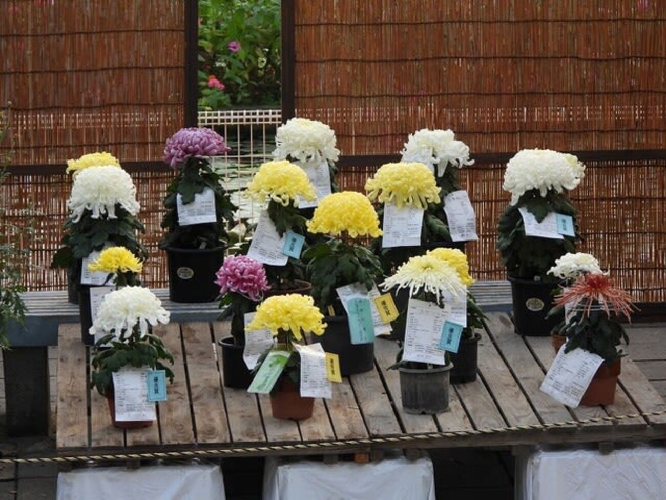 20231105 大船フラワーセンター - minhana-bei-hateのブログ