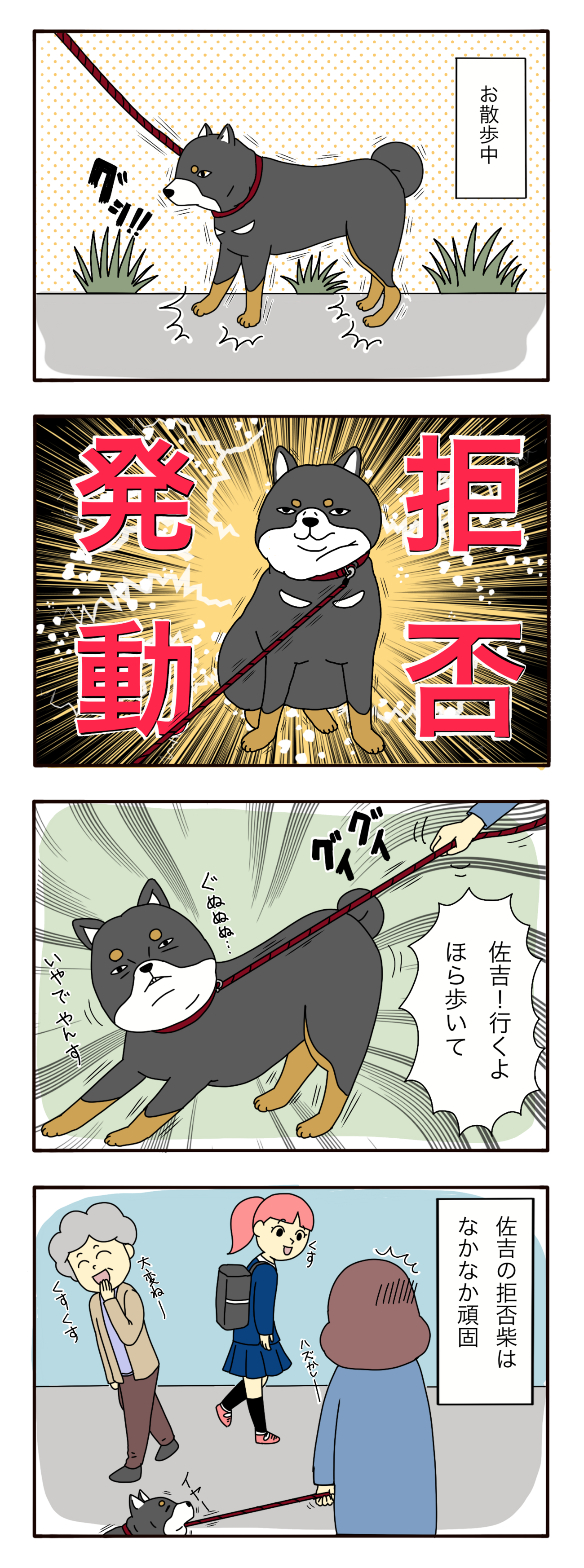 黒柴佐吉#17【柴犬あるある】散歩拒否発動！頑固な拒否柴との戦い - ヤマトヤの、人生はわりと不可解